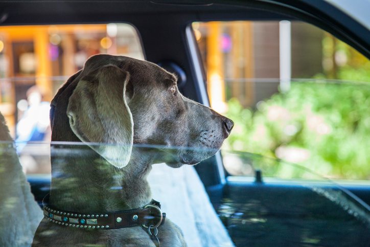 3 Golden Rules for Driving With Your Pets - Four Legged Guru