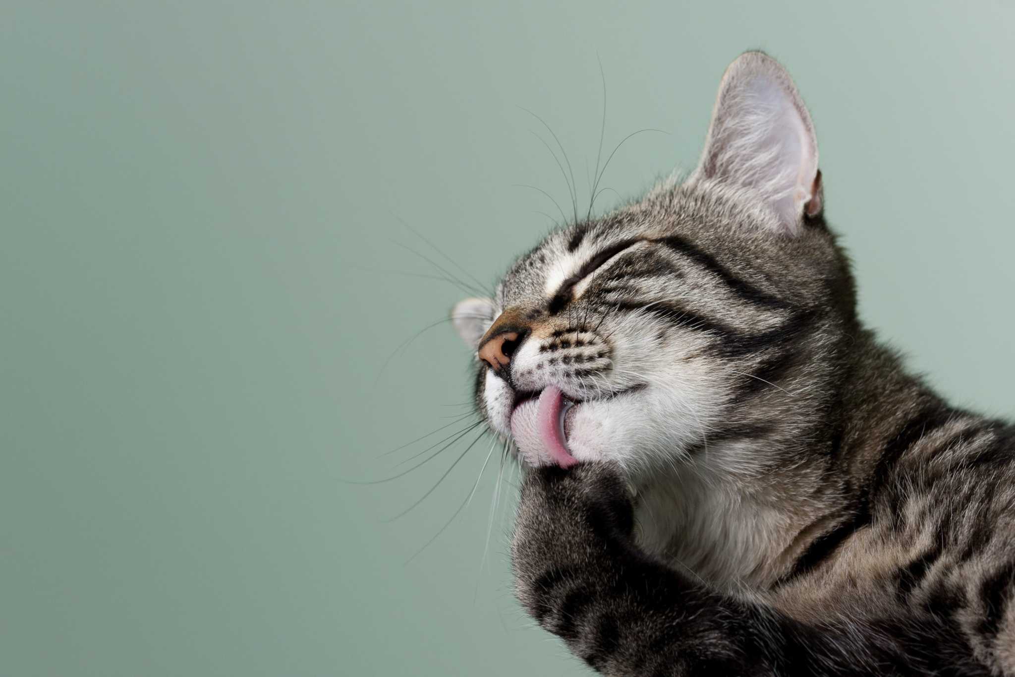 Cat Grooming Tips You Need To Know Cat Grooming Tips You Need To Know