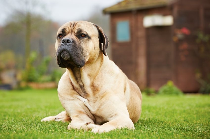 5 Common Health Issues For Large Dogs