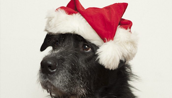 10 Dogs Dresses As Santa You Need To See