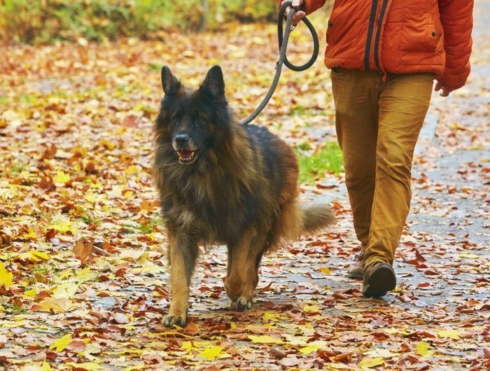How to Relieve Canine Constipation