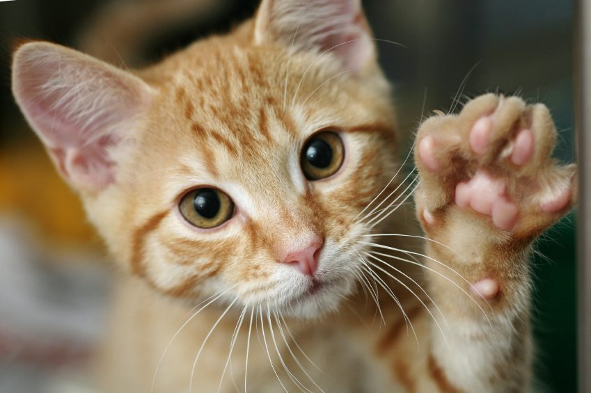 Swollen Paw On Cat What Does It Mean 