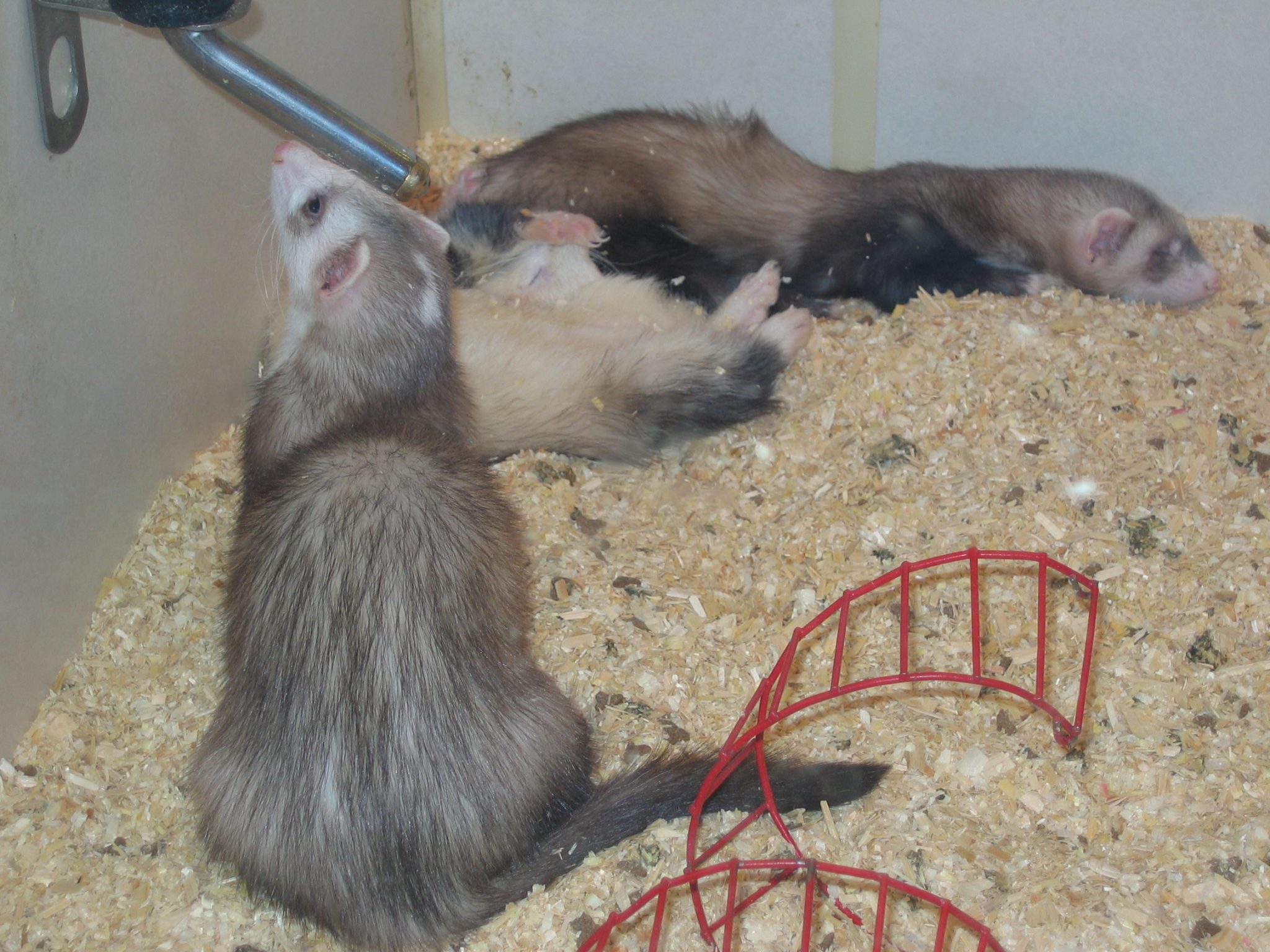 Ferret Tricks: Teaching Your Furry Friend Something New