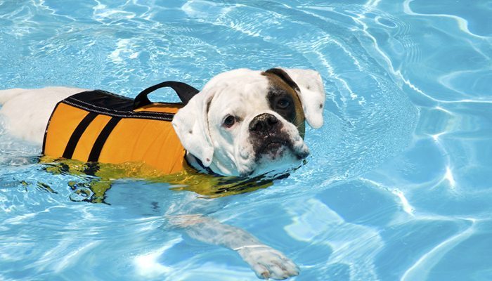 11 Dog Water Safety Tips