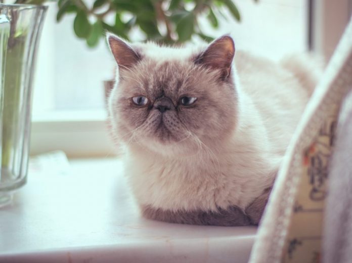 15 Most Unique Cat Breeds