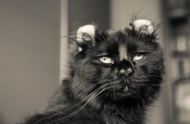 15 Most Unique Cat Breeds