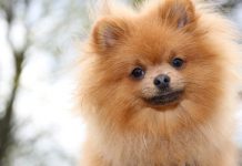 8 Pomeranian Facts That Will Blow Your Mind!