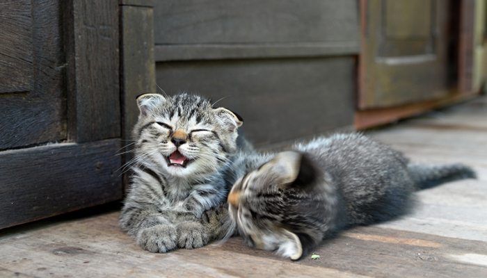 10 Fun Pet Facts To Get You Through The Day