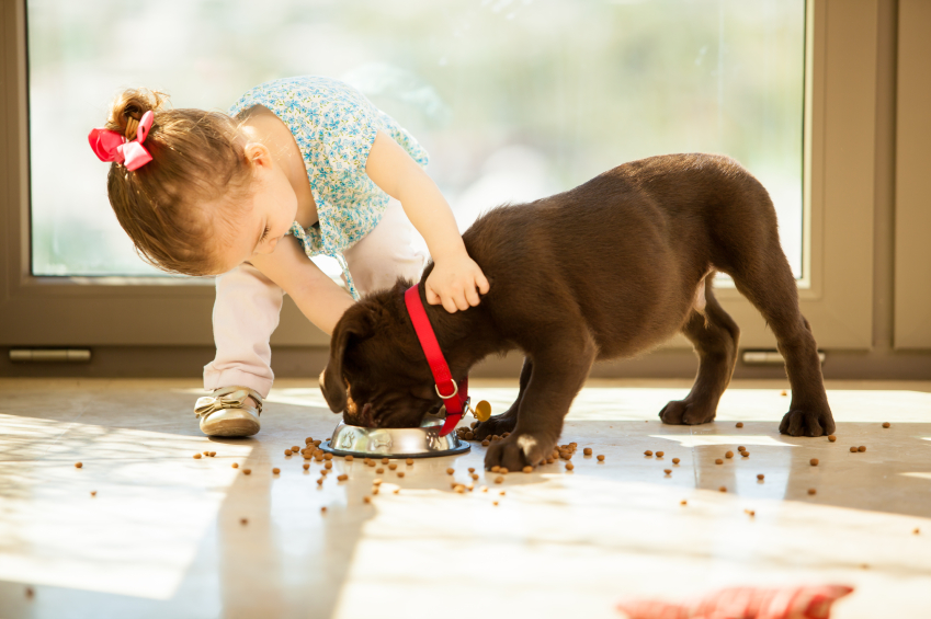Dog Food Ingredients To Avoid Four Legged Guru Dog Food Ingredients To Avoid Four Legged Guru